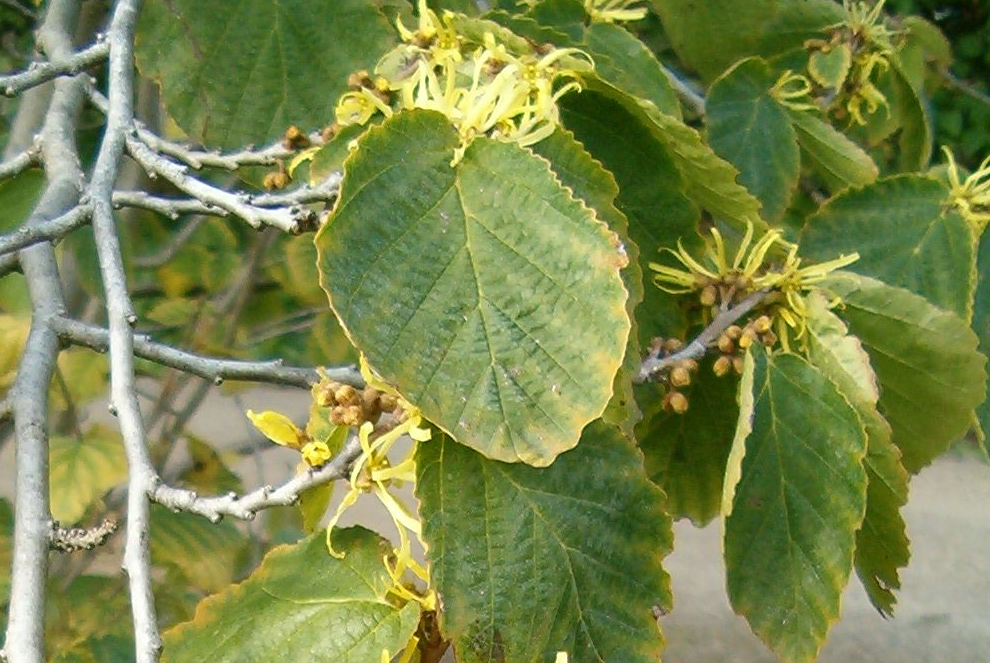 Witch Hazel for Soothing Stick and Poke Tattoos • Stick and Poke Tattoos